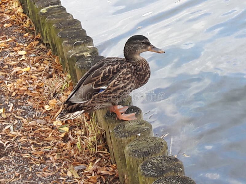 Duck stock photo. Image of duck, water, blue, looking - 110644512