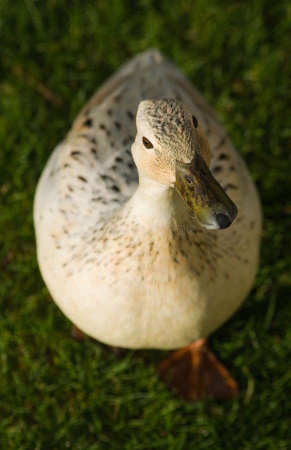 Duck Looking Up at Gull Flying Over Lake Stock Image - Image of spring ...