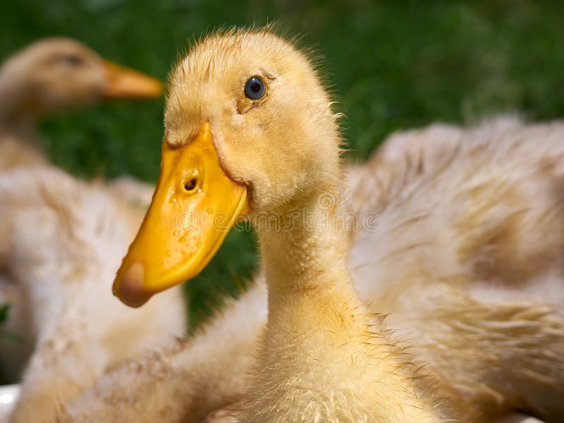 The Duck Looks into the Camera. Stock Photo - Image of environment ...