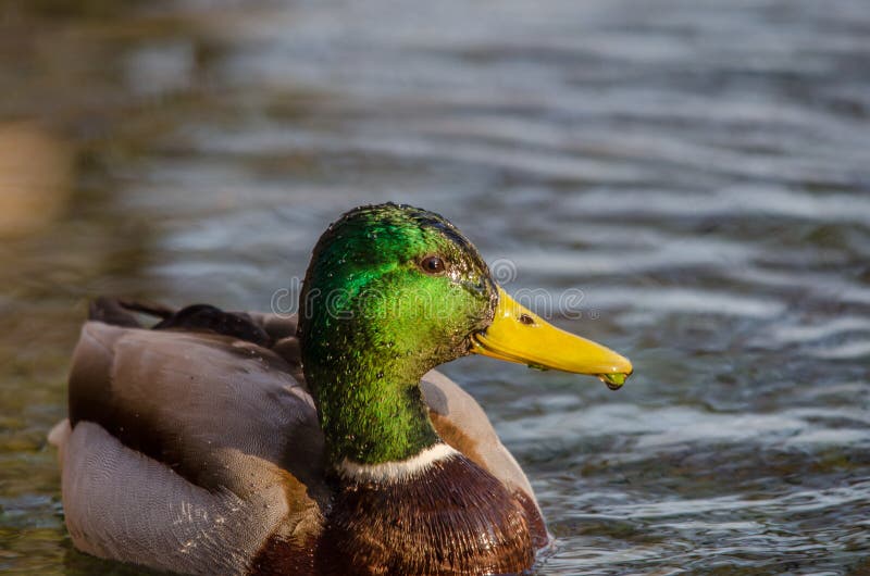 Duck looks stock photo. Image of smile, health, wild - 72911554