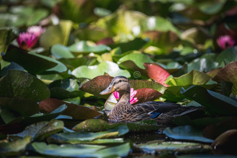 Duck among lotus flowers stock image. Image of waterlily - 254262419
