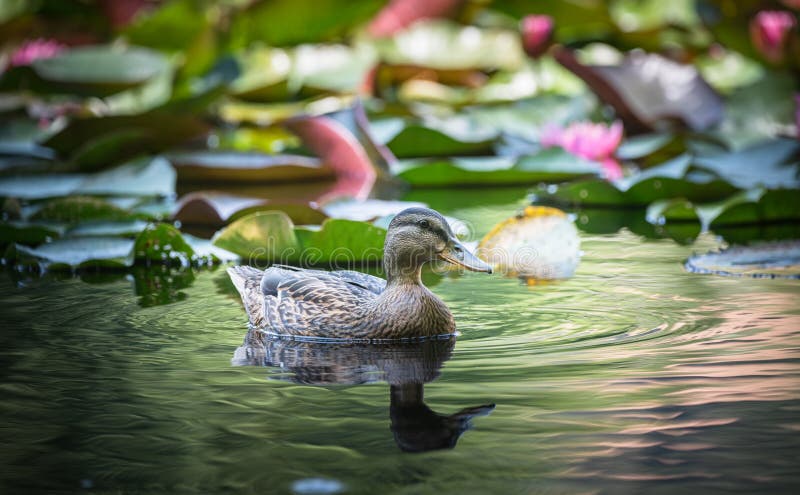 Duck among lotus flowers stock photo. Image of wild - 253504740