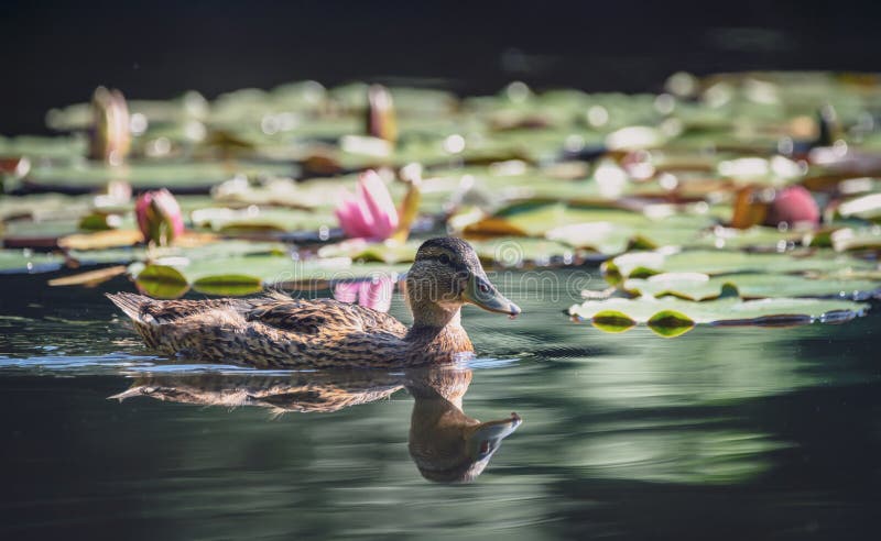 Duck among lotus flowers stock photo. Image of bird - 254262456