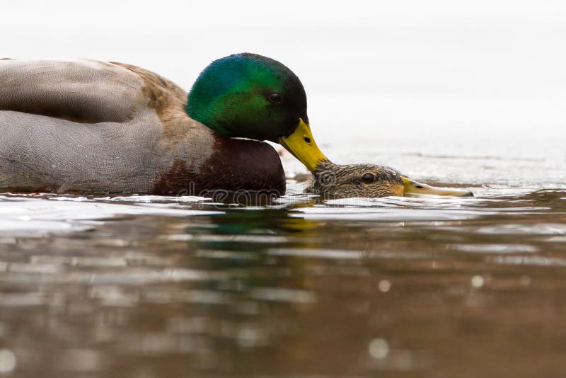 Duck Love stock photo. Image of mallard, lake, beak, green - 69088660