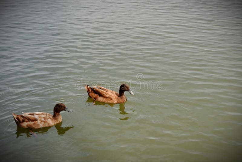 Duck lovers are talking. stock photo. Image of duck - 144372324