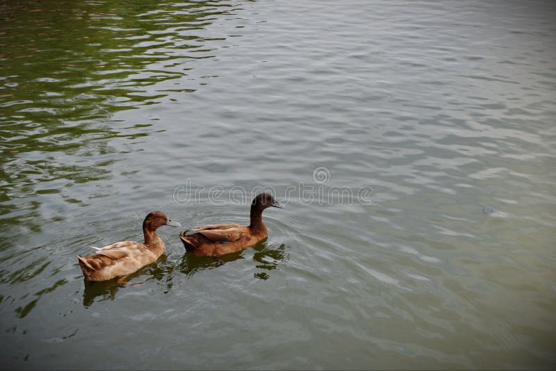 Duck lovers are talking. stock image. Image of duck - 144372485