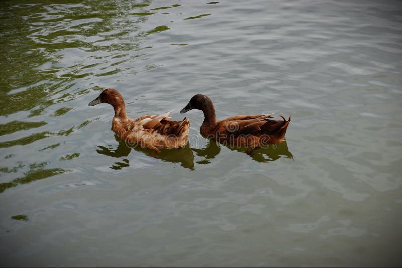 Duck lovers are talking. stock photo. Image of lovers - 144372492