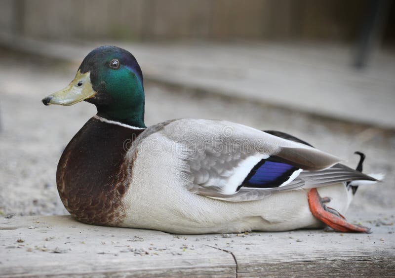 Duck lying on a bridge stock photo. Image of head, mallard - 223601796