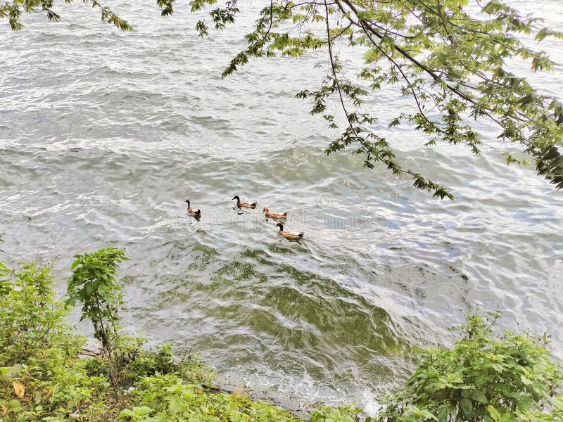 Duck in Magetan Nest, East Java, Indonesia Stock Image - Image of nest ...