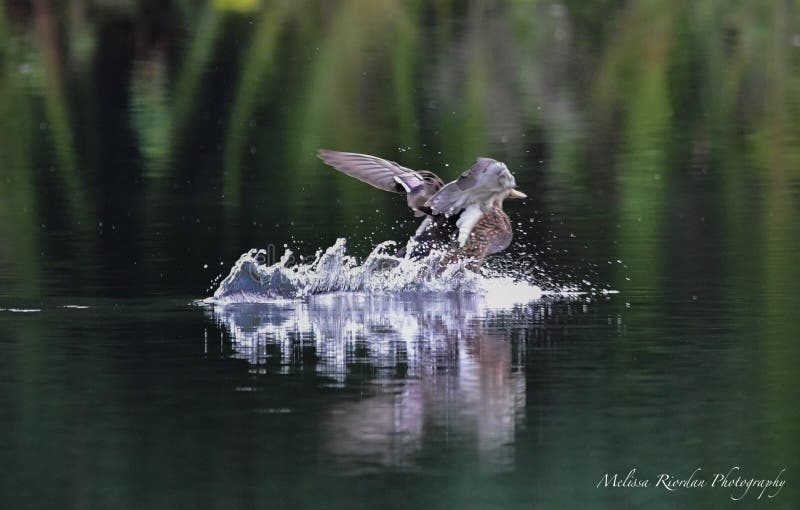 Duck Making a Splash Landing Stock Photo - Image of landing, orlando ...
