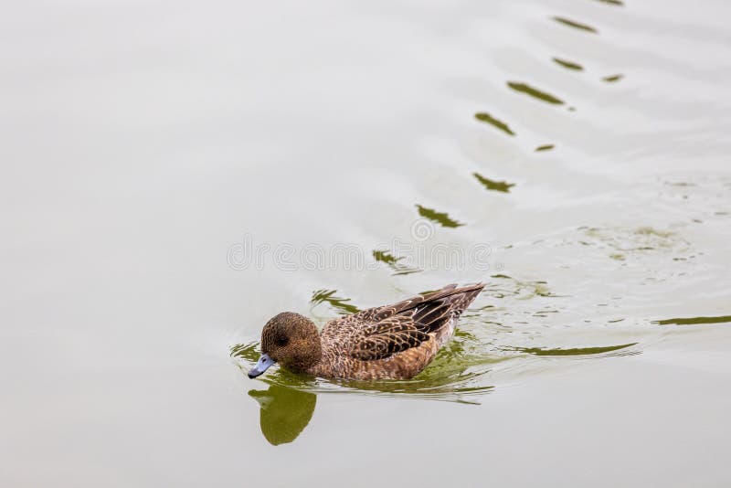 Duck Making Waves Moving Forward through Water Stock Photo - Image of ...