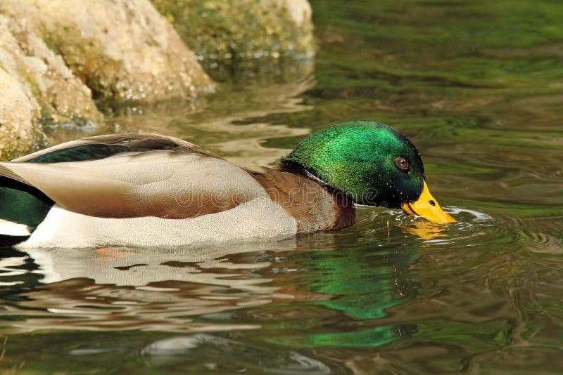 Duck stock image. Image of drinking, beak, blue, gray - 48955611