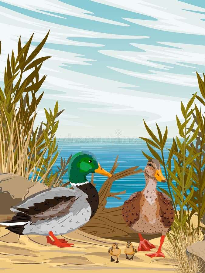 A Duck and a Mallard Drake Stand on the Shore of a Lake. Stock Vector ...