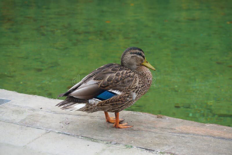 Duck stock photo. Image of duck, germany, water, wildlife - 85971634