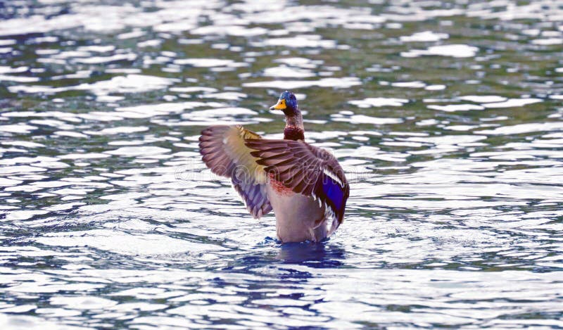 Duck Mallard in the Water Flapping Wings Playing in the Water Bright ...