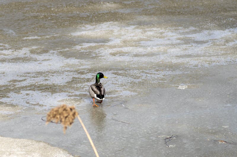 Duck on the Melting Ice of the Pond in the Park in the Spring at Stock ...