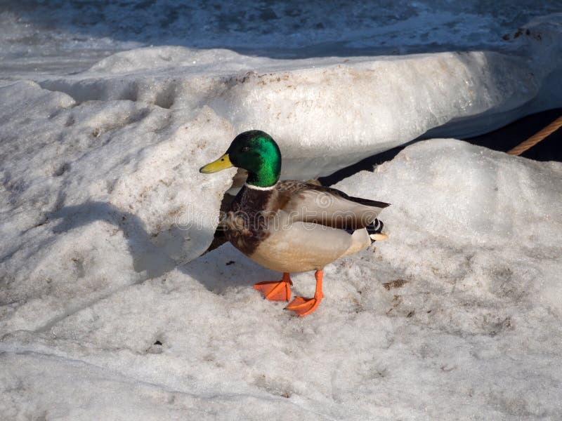 Duck on Melting Ice in Spring Stock Photo - Image of closeup, brown ...