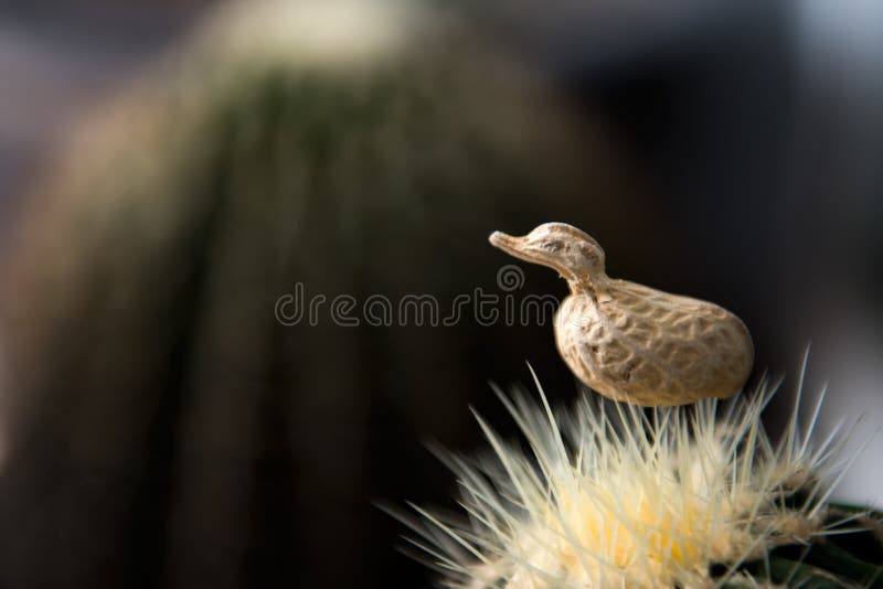 Duck Modelling Peanut Op Cactus Stock Foto - Image of drank, diëet ...