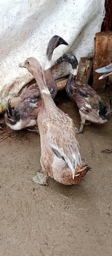 Java duck stock photo. Image of months, duck, trick - 256755132