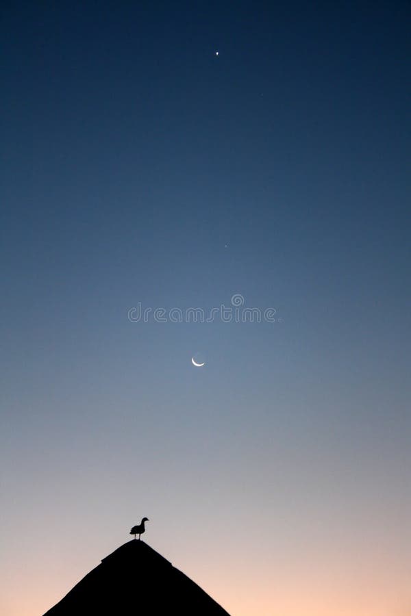 Duck, Moon, Venus stock photo. Image of blue, africa - 42871254