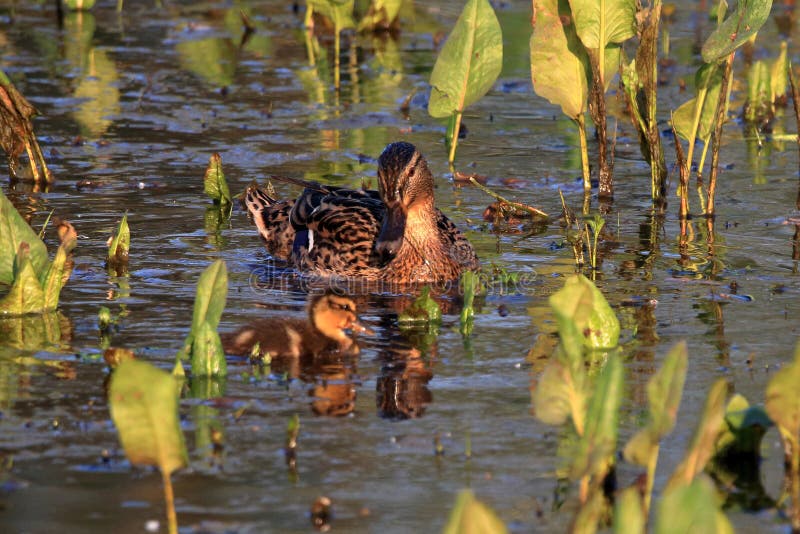 Duck Mother Swims with the Offspring on an Overgrown Pond Stock Photo ...