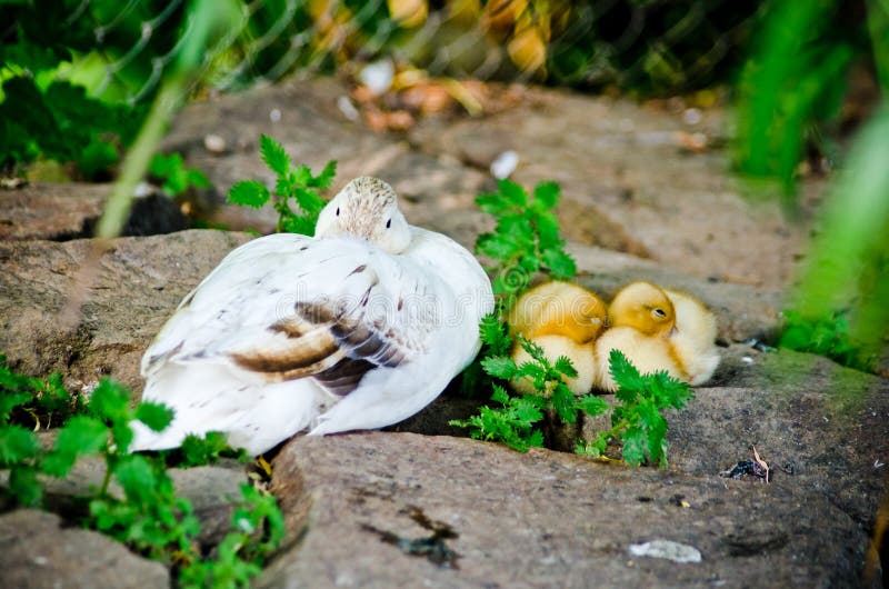 Duck mother with youngs stock photo. Image of family - 32157482