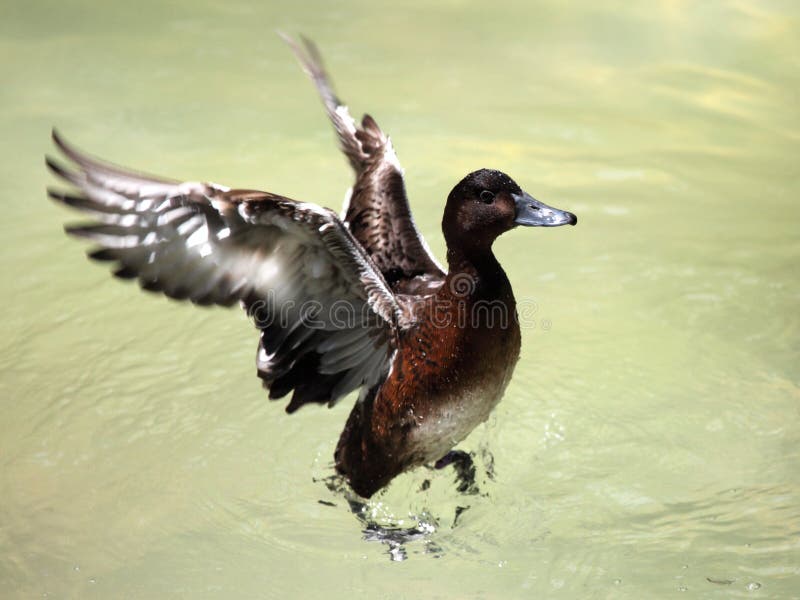 Duck in motion stock image. Image of ripple, duck, feather - 15187137