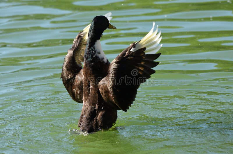 Duck in Motion Flapping Its Wings Stock Photo - Image of mallard ...