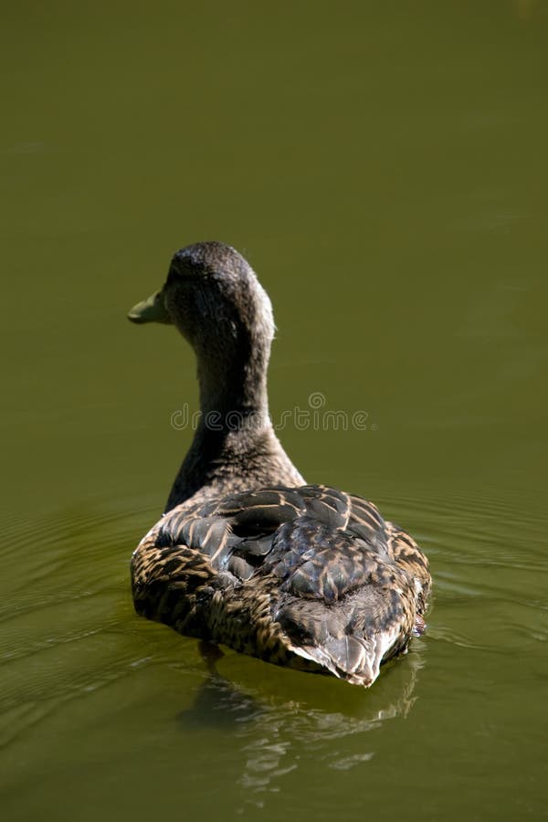 Duck on the move stock photo. Image of feathers, feet - 9674340