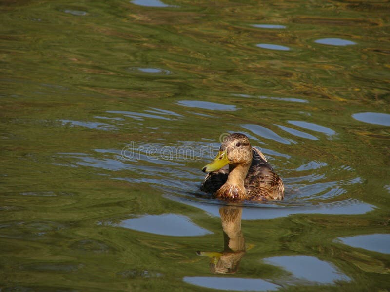 Duck moving on the lake stock image. Image of quiet, animal - 17050407