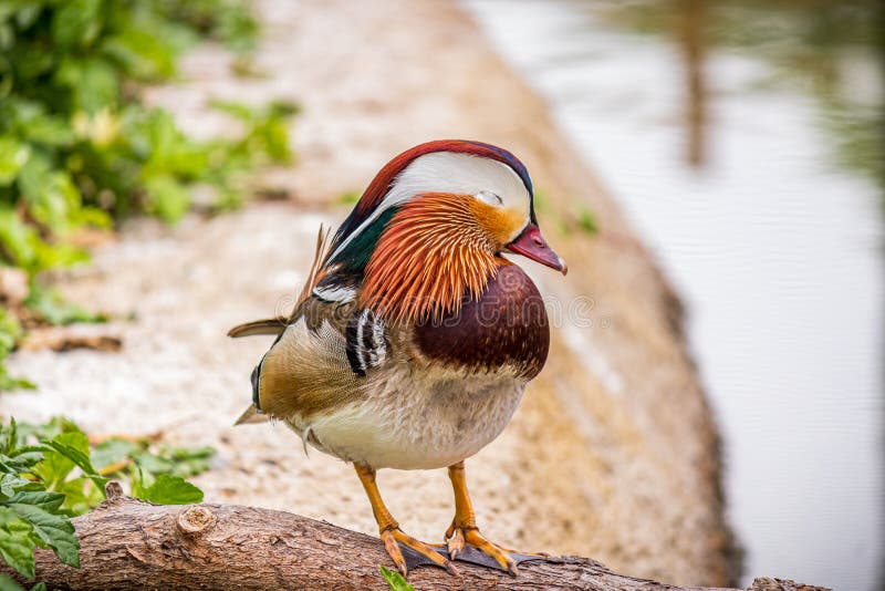 Duck with Multiple Colors and Patterns Standing in Front of the Water ...