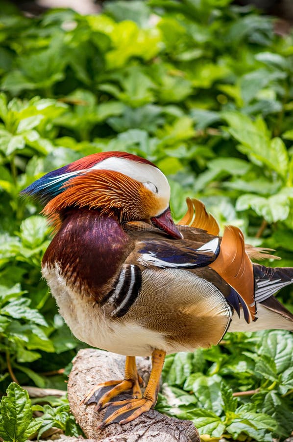 Duck with Multiple Colors and Patterns Standing on a Tree Branch Stock ...