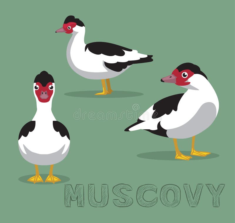 Muscovy Duck Decorative Stickers Stock Illustration - Illustration of ...