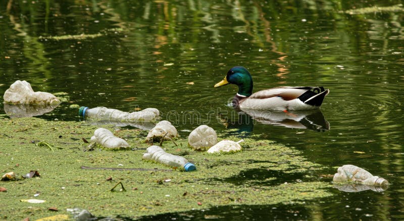 Duck Navigates Plastic Pollution in Murky Water. Wildlife Faces Severe ...