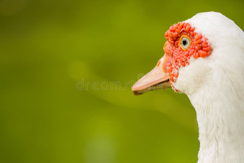 Duck Near the Pond Morning. Stock Image - Image of selective, bird ...
