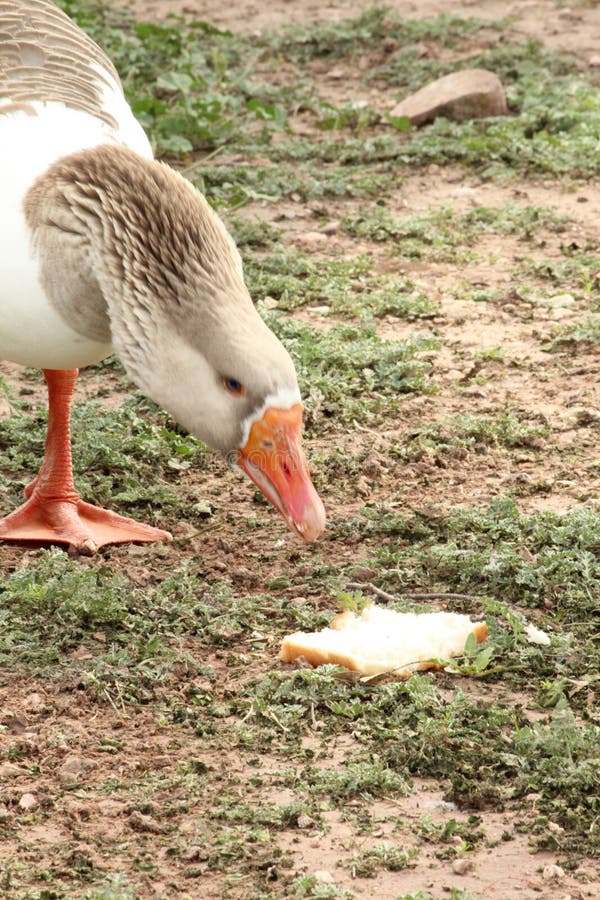 Duck Eating Bread Stock Photos - Download 1,233 Royalty Free Photos