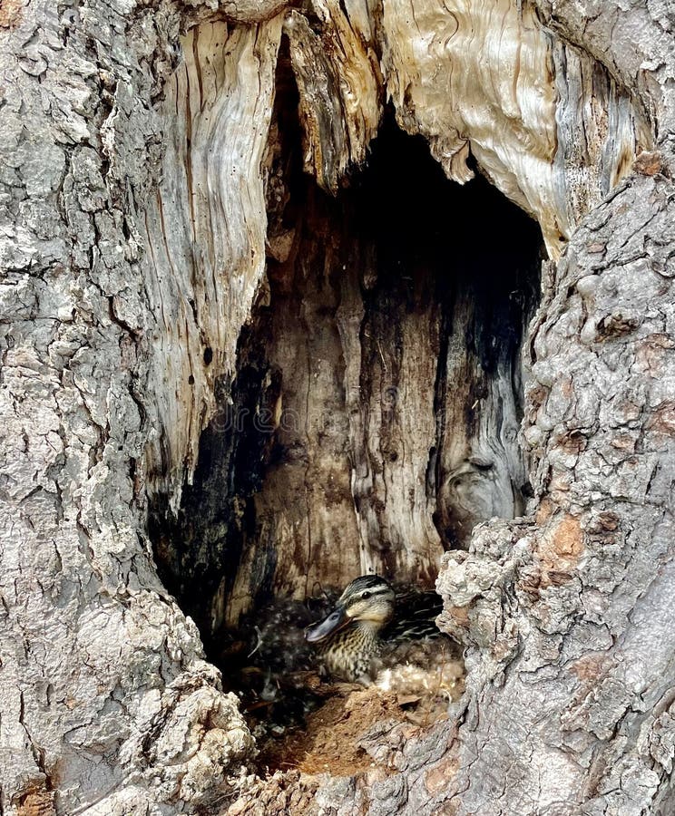 Duck Nesting in the Hollow of a Tree Stock Image - Image of nature ...