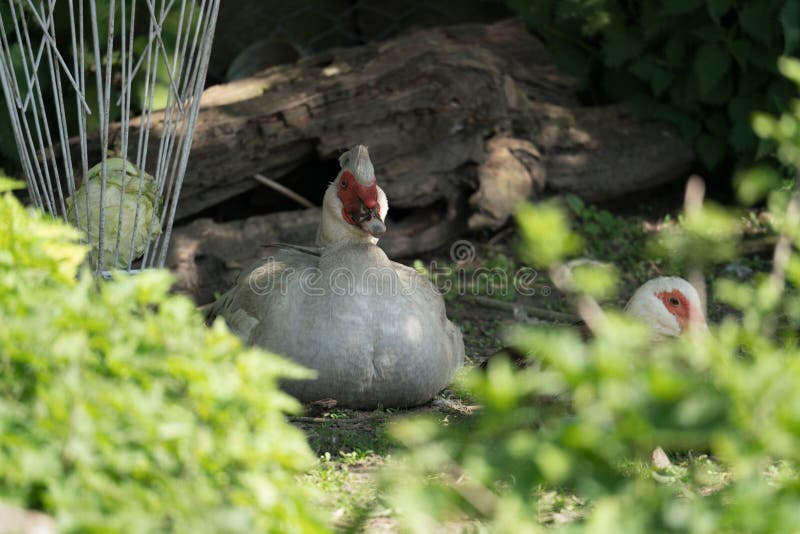 Duck Nesting in a Natural Setting Stock Photo - Image of nesting, duck ...
