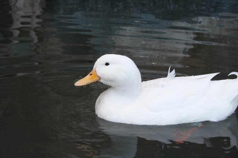Duck stock photo. Image of swan, pond, beak, grill, blue - 119632438