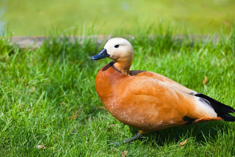 Duck Ogar stock photo. Image of lake, healthy, ferruginea - 25136522