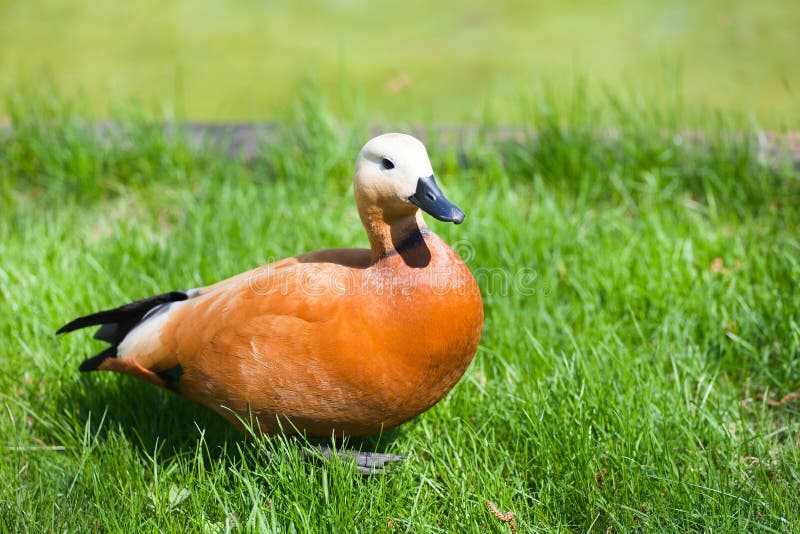 Duck Ogar stock photo. Image of lake, healthy, ferruginea - 25136522