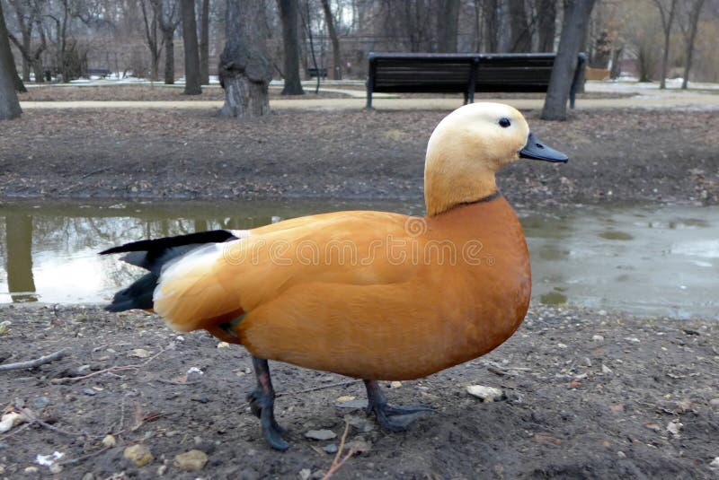 Single Ogar stock photo. Image of wild, ogar, waterfowl - 53654774