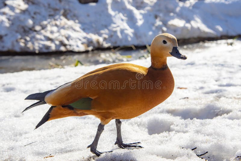 Duck Ogar on White Snow on a Winter Day. Stock Image - Image of colours ...