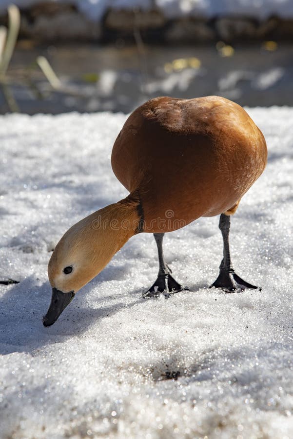 Duck Ogar on White Snow on a Winter Day. Stock Image - Image of park ...