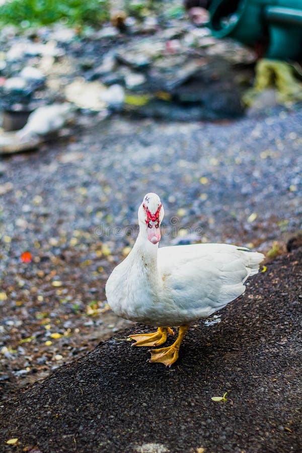 Duck. stock image. Image of duck, waiting, stand, feed - 95183029