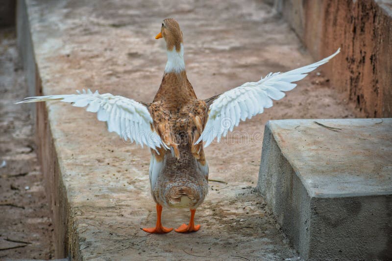 Duck Opening Its Wings while Standing on a Ground. Stock Image - Image ...
