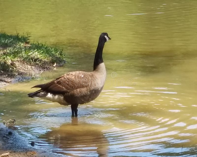 Duck out looking stock photo. Image of waterfowl, looking - 181578452