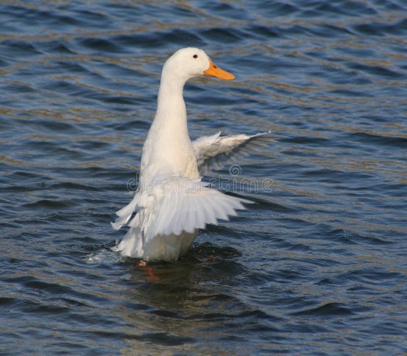 Duck out of Water stock photo. Image of feathers, white - 23081574