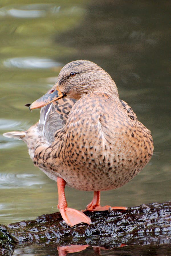 Duck out of the water stock image. Image of waterbird - 84278691