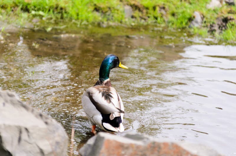 Duck Over the Stream on a Sunny Day Stock Image - Image of pond ...